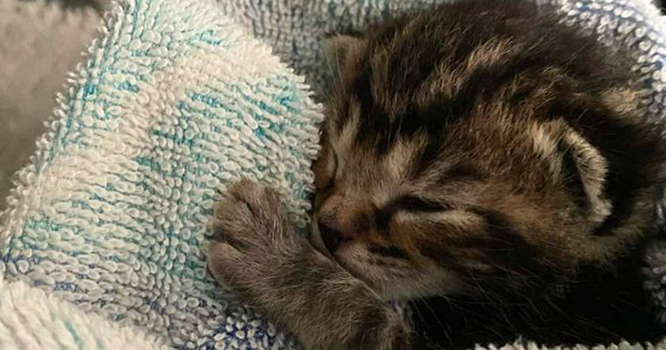 Order tickets for the Valley Cats - Alberni Cat Rescue 50/50 2024 ...